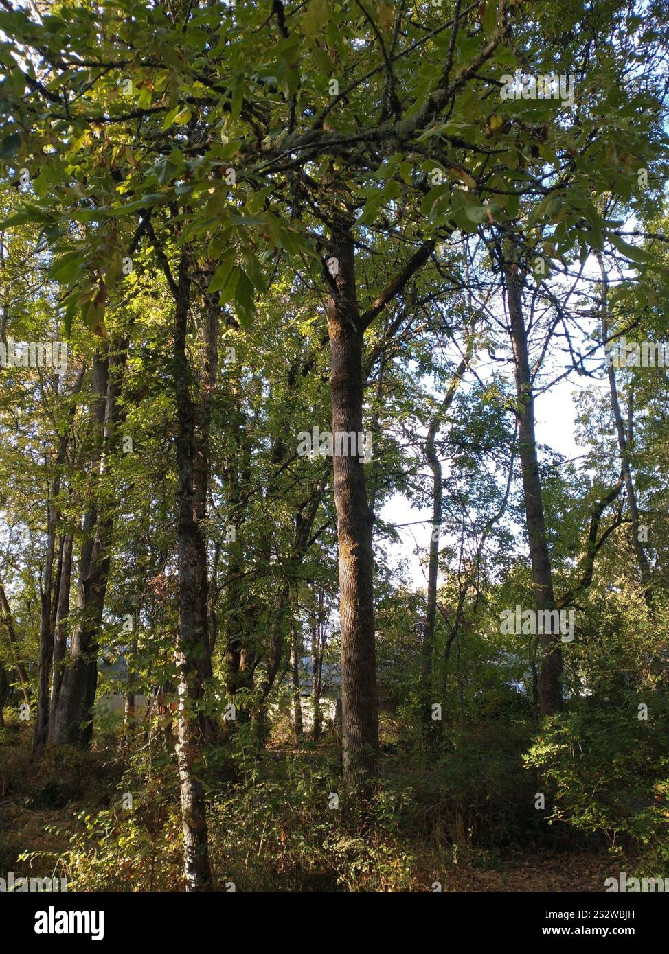 Oregon Ash (Fraxinus latifolia Stock Photo - Alamy