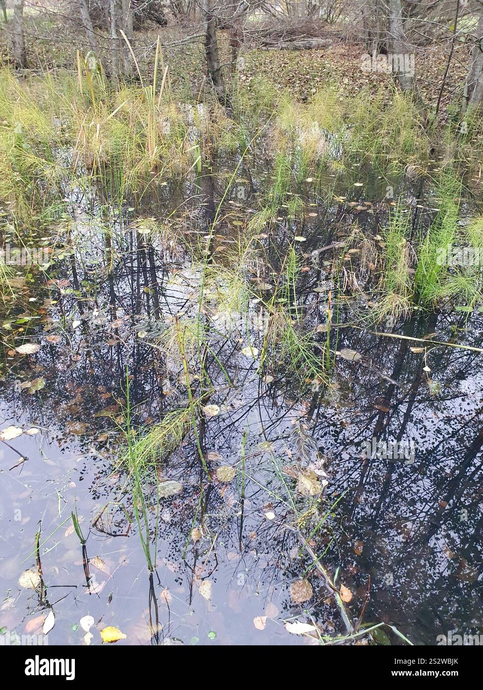 water horsetail (Equisetum fluviatile Stock Photo - Alamy