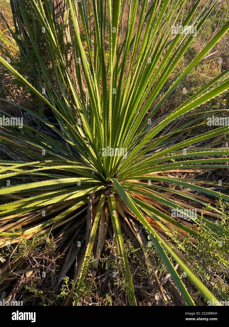 Texas sotol (Dasylirion texanum Stock Photo - Alamy