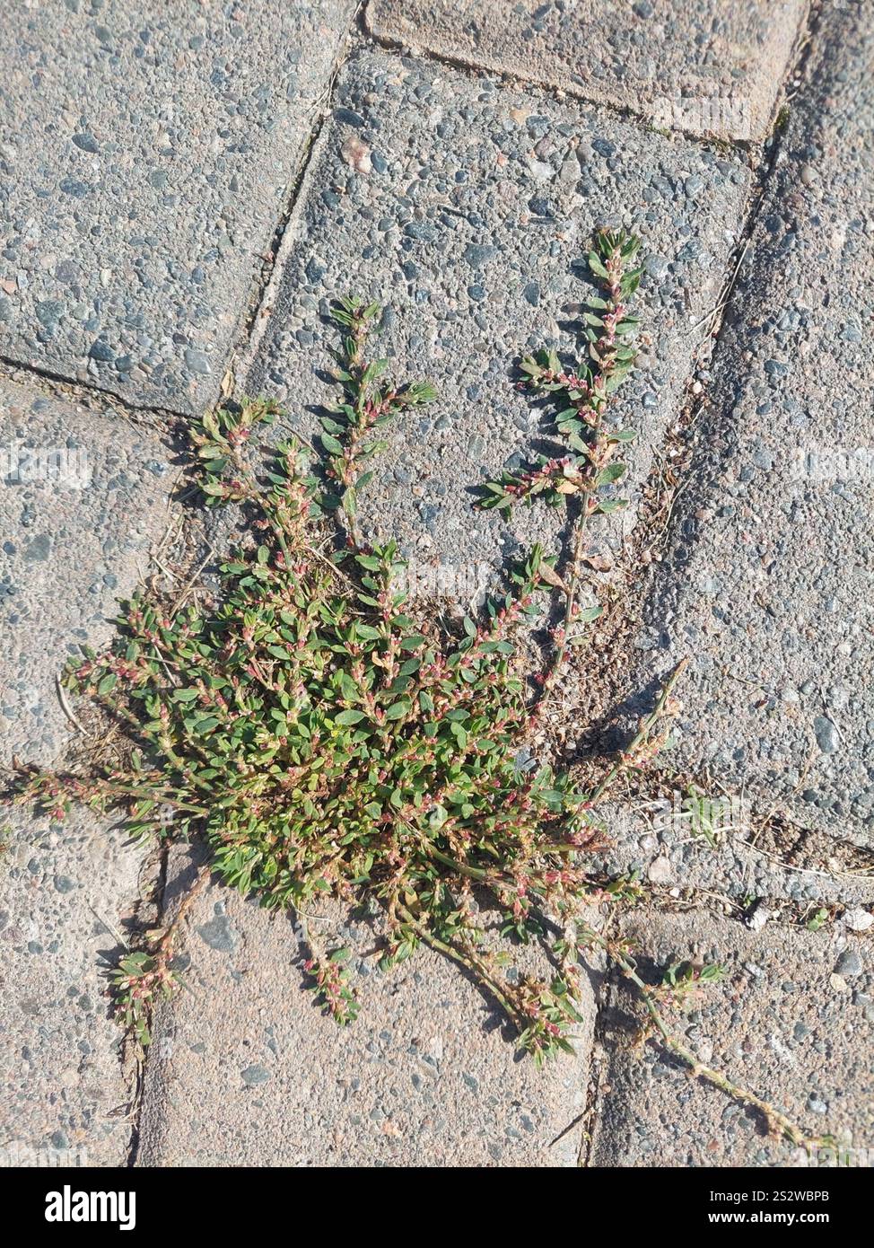 Oval Leaf Knotweed (Polygonum arenastrum Stock Photo - Alamy
