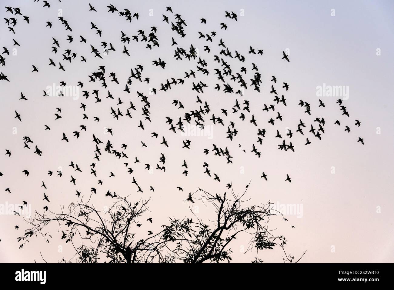 A parakeet flock, looking for a place to sleep. Afternoon at Leticia ...