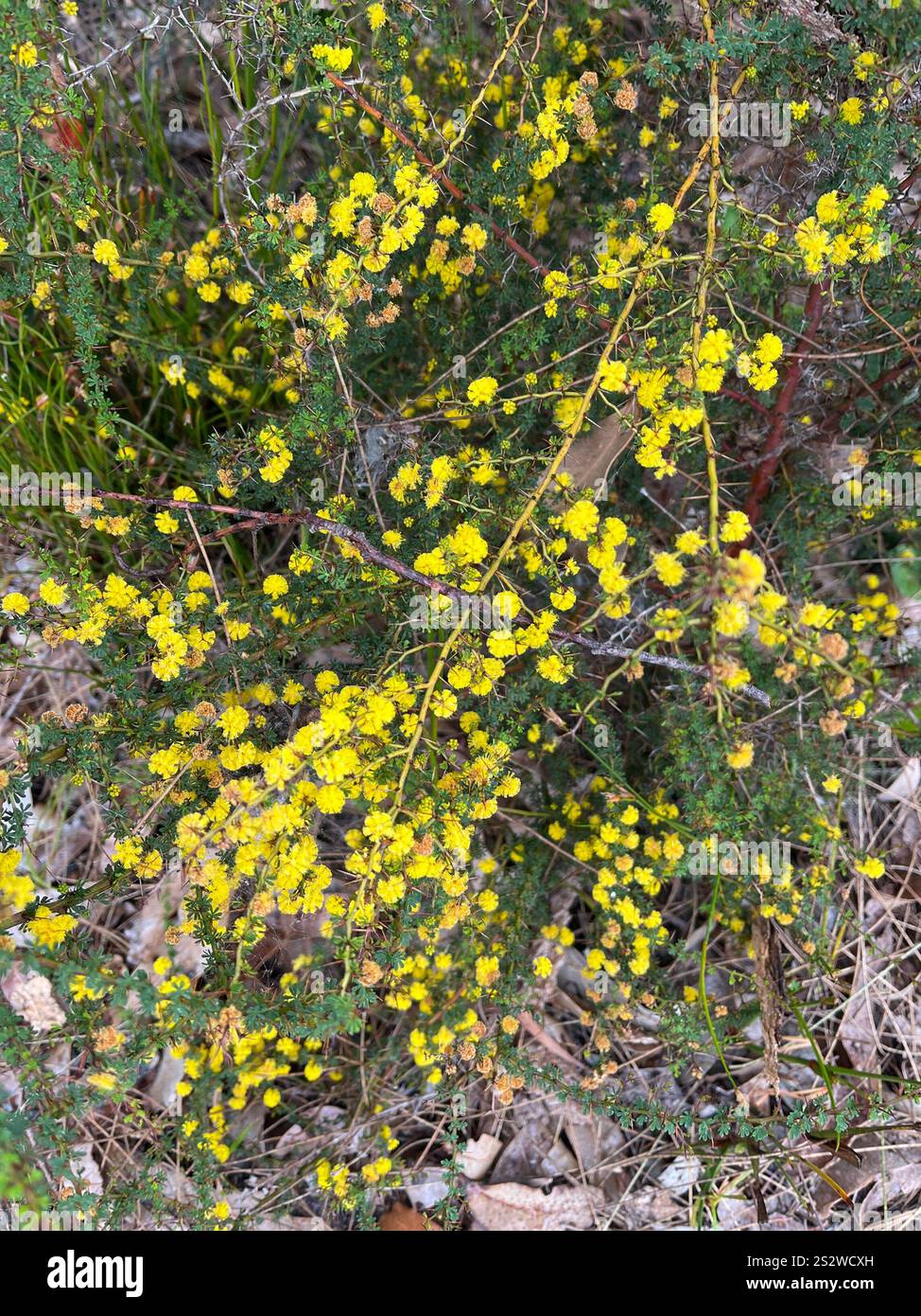 Prickly Moses (Acacia pulchella Stock Photo - Alamy