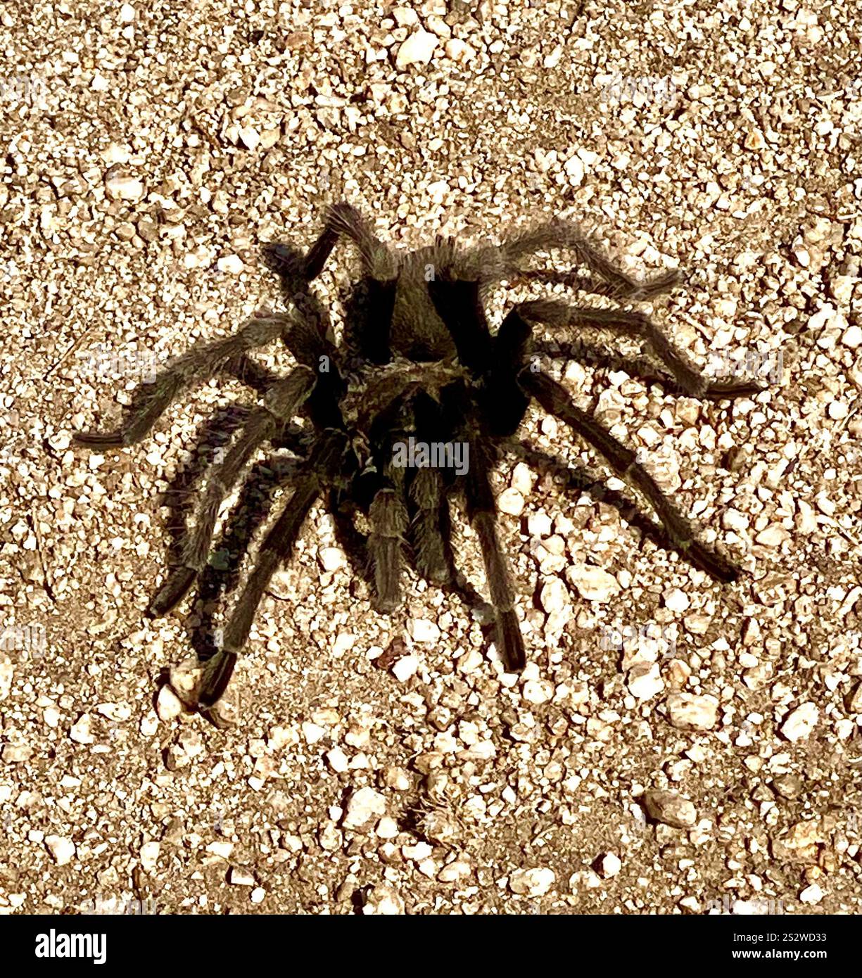 Desert Tarantula (Aphonopelma iodius Stock Photo - Alamy