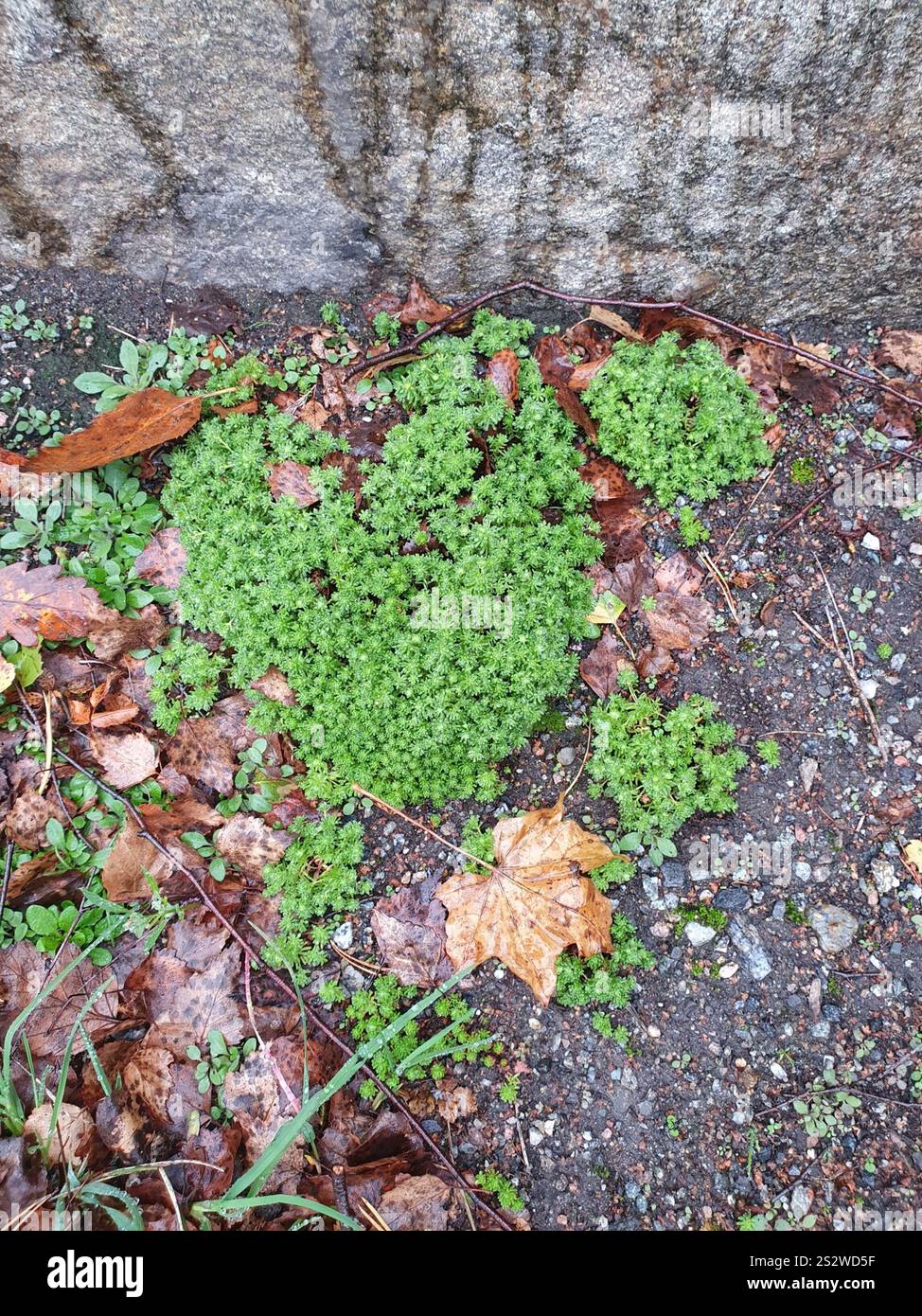 Least Stonecrop (Sedum lydium Stock Photo - Alamy