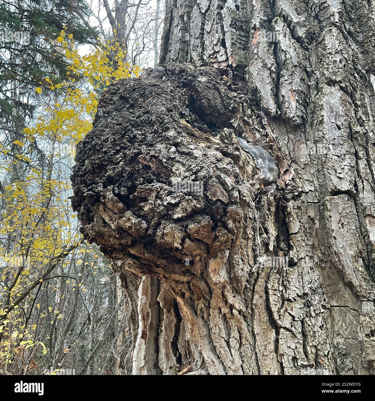 Corky bark disease (Diplodia tumefaciens Stock Photo - Alamy