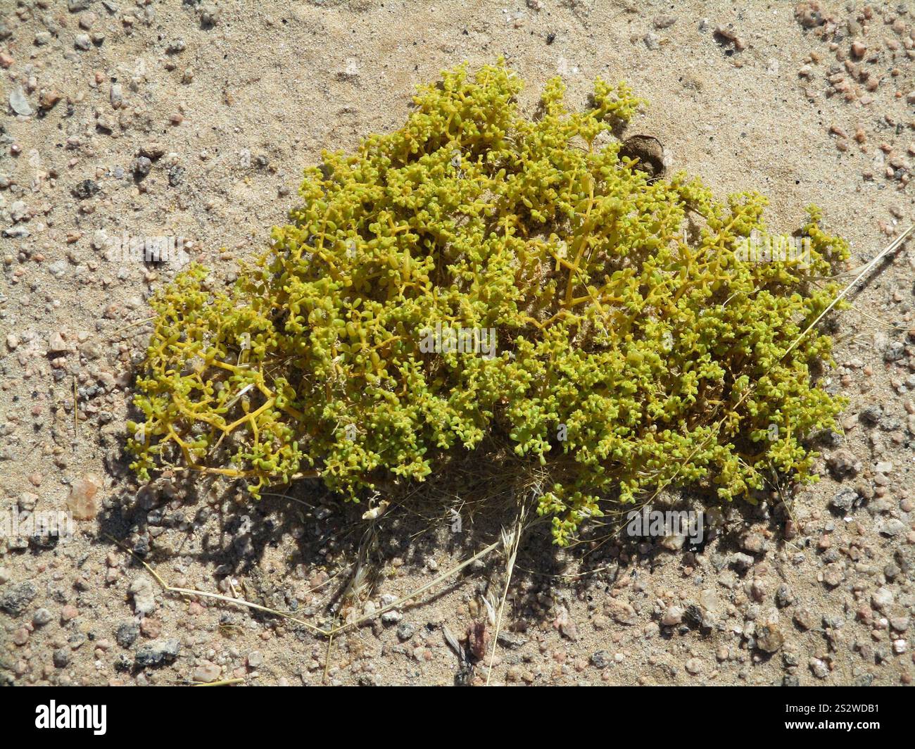 simple-leaved bean caper (Tetraena simplex Stock Photo - Alamy