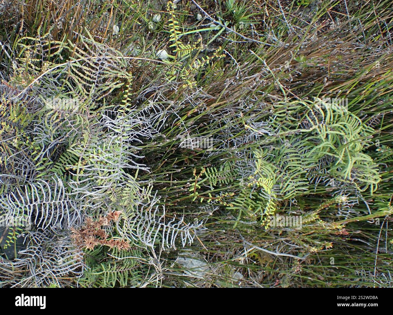 scrambling coral-fern (Gleichenia microphylla Stock Photo - Alamy