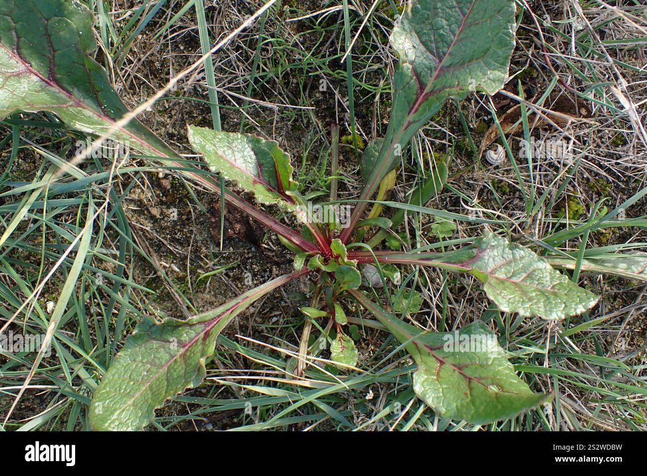 sea beet (Beta vulgaris maritima Stock Photo - Alamy