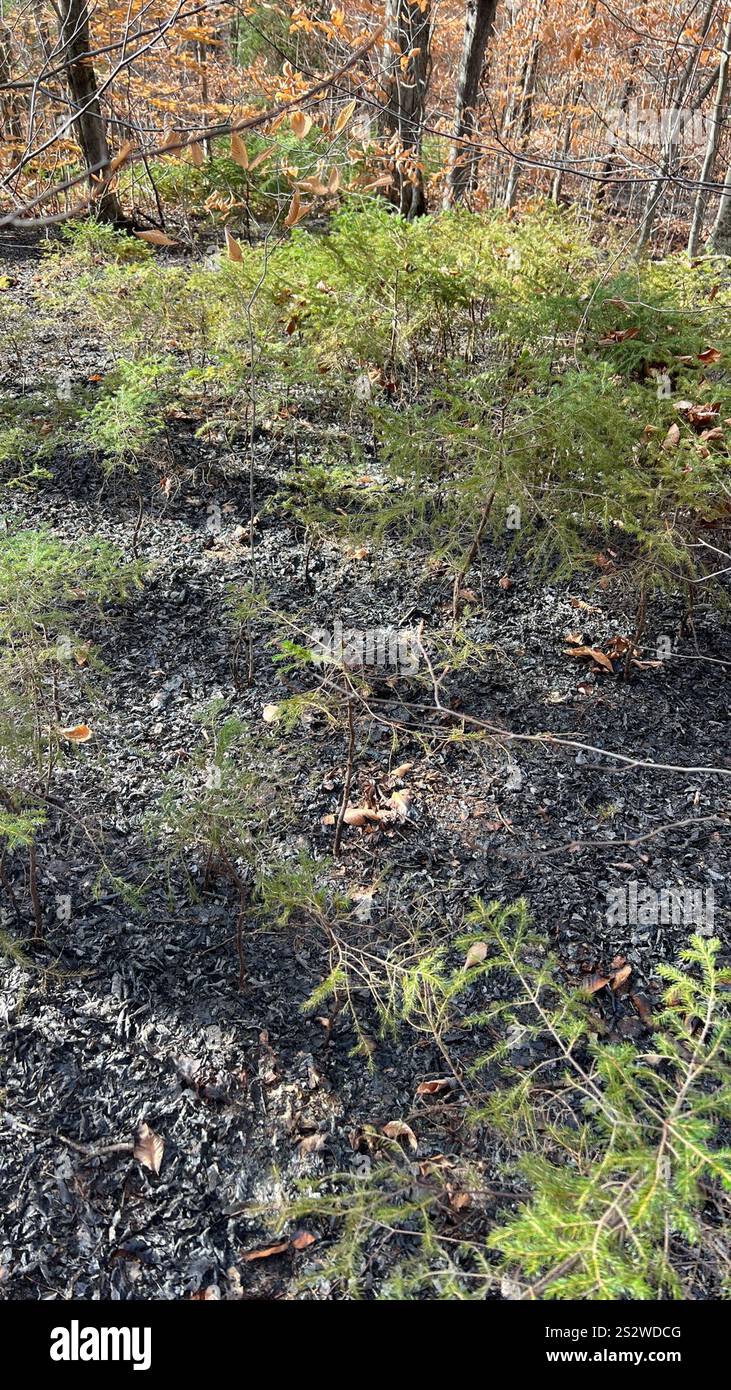 red spruce (Picea rubens Stock Photo - Alamy