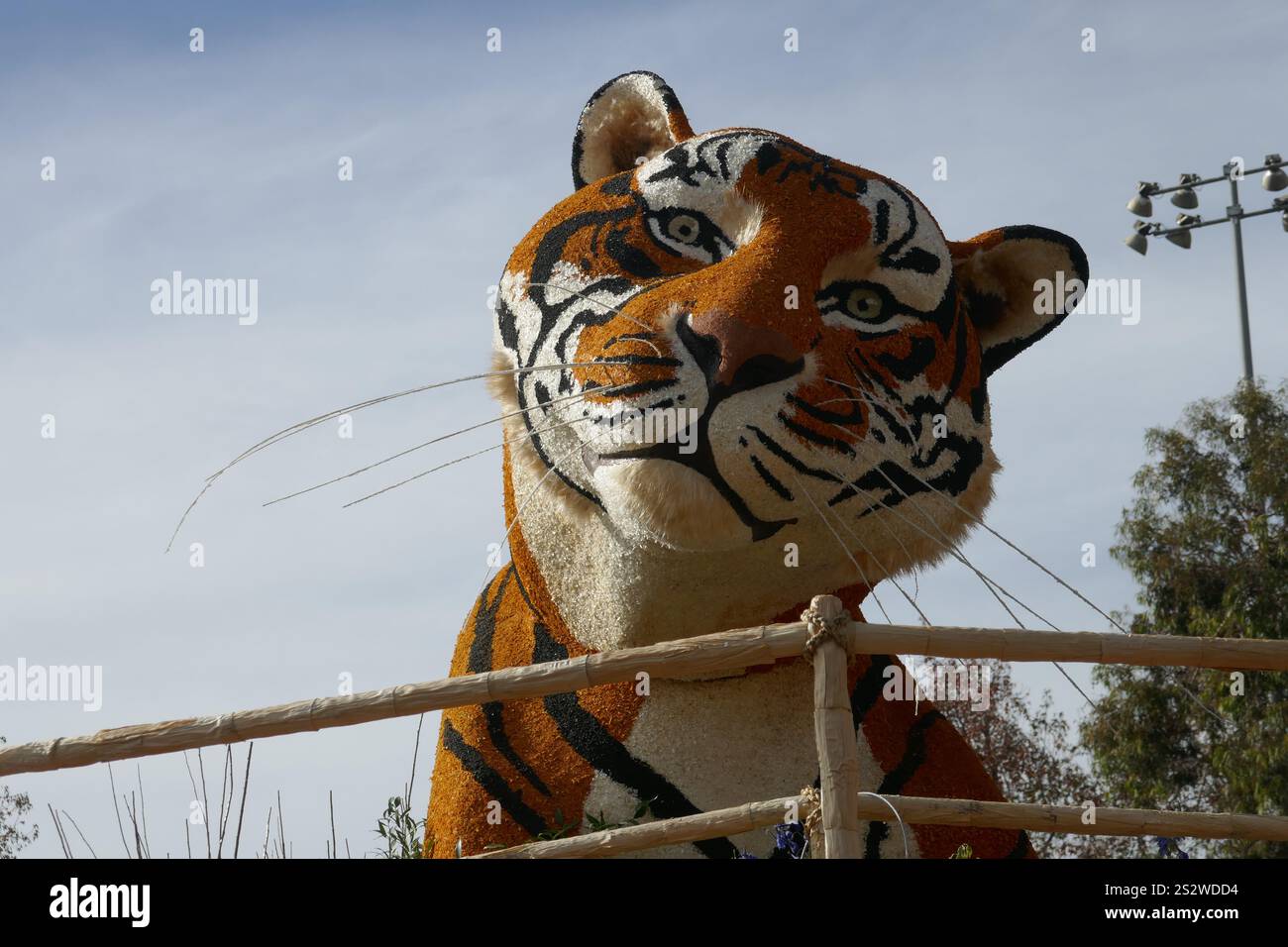 Pasadena, California, USA 3rd January 2025 at 2025 Tiger on San Diego ...