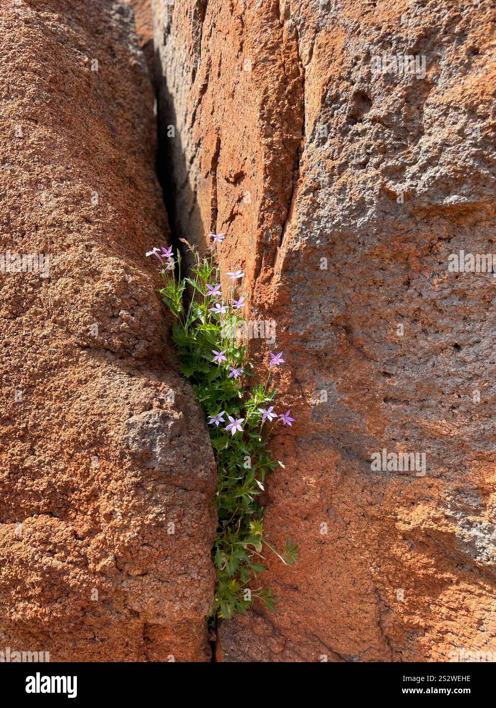 Rock Isotome (Lithotoma petraea Stock Photo - Alamy