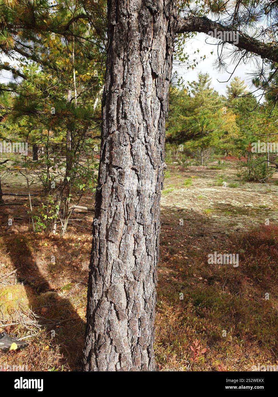 pitch pine (Pinus rigida Stock Photo - Alamy