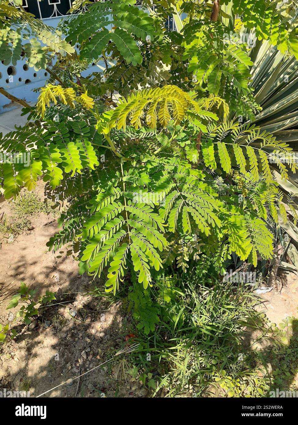 peacock flower (Caesalpinia pulcherrima Stock Photo - Alamy