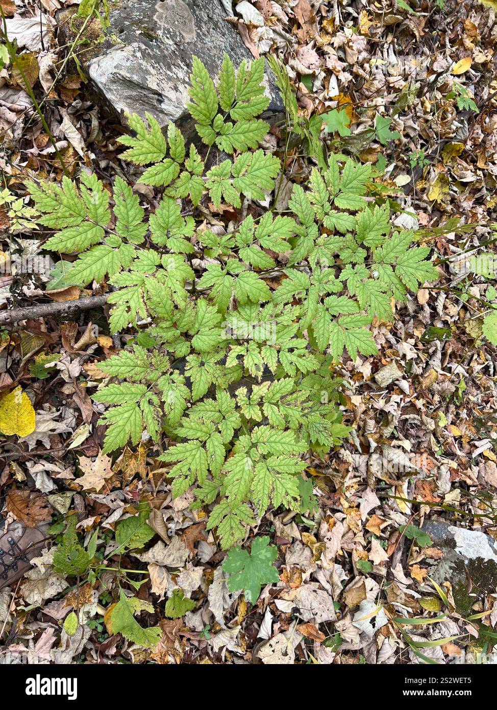 mountain black cohosh (Actaea podocarpa Stock Photo - Alamy