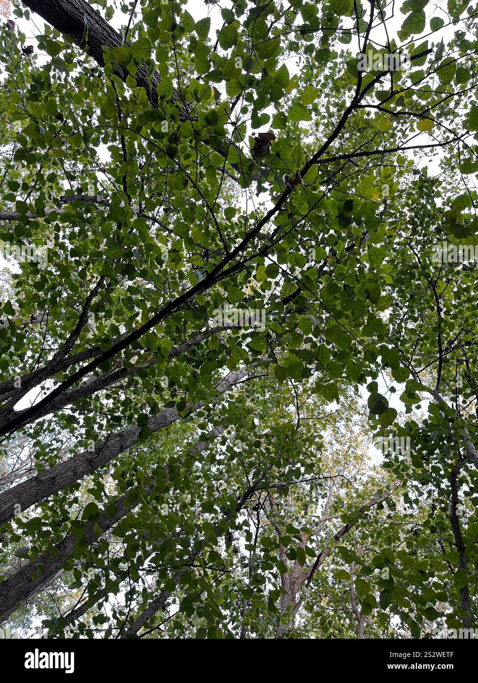 Swamp Cottonwood (Populus heterophylla Stock Photo - Alamy