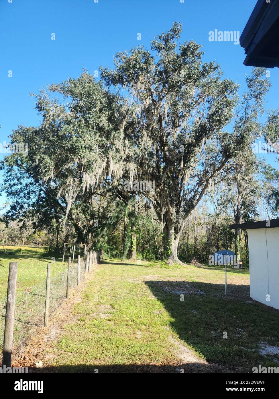 southern live oak (Quercus virginiana Stock Photo - Alamy