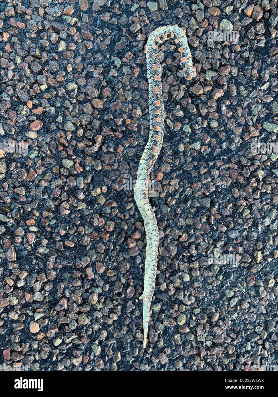 Long-nosed Snake (Rhinocheilus lecontei Stock Photo - Alamy