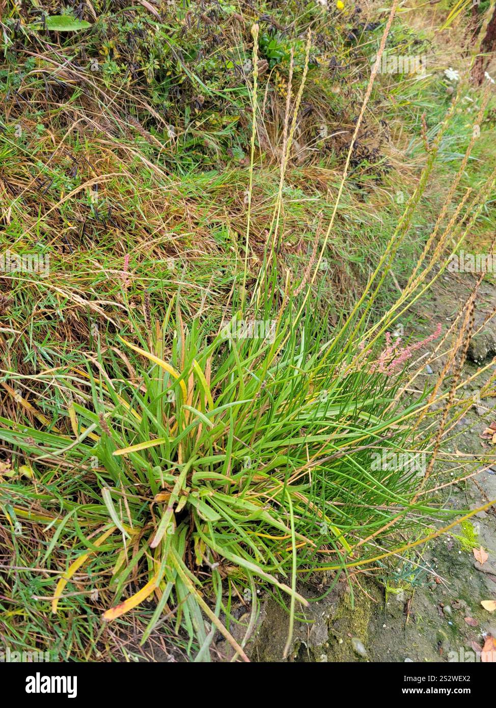 common arrowgrass (Triglochin maritima Stock Photo - Alamy
