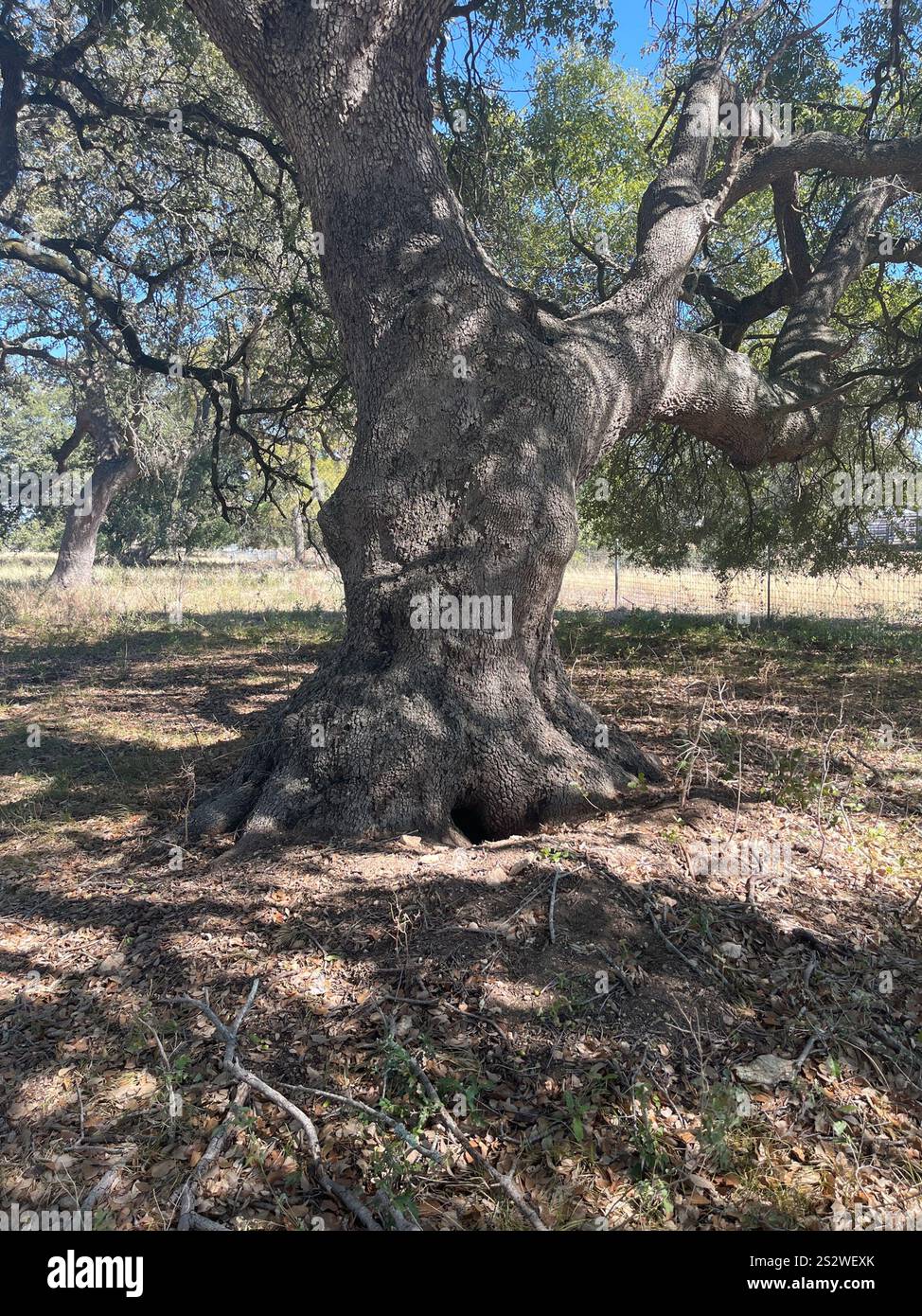 Texas live oak (Quercus fusiformis Stock Photo - Alamy