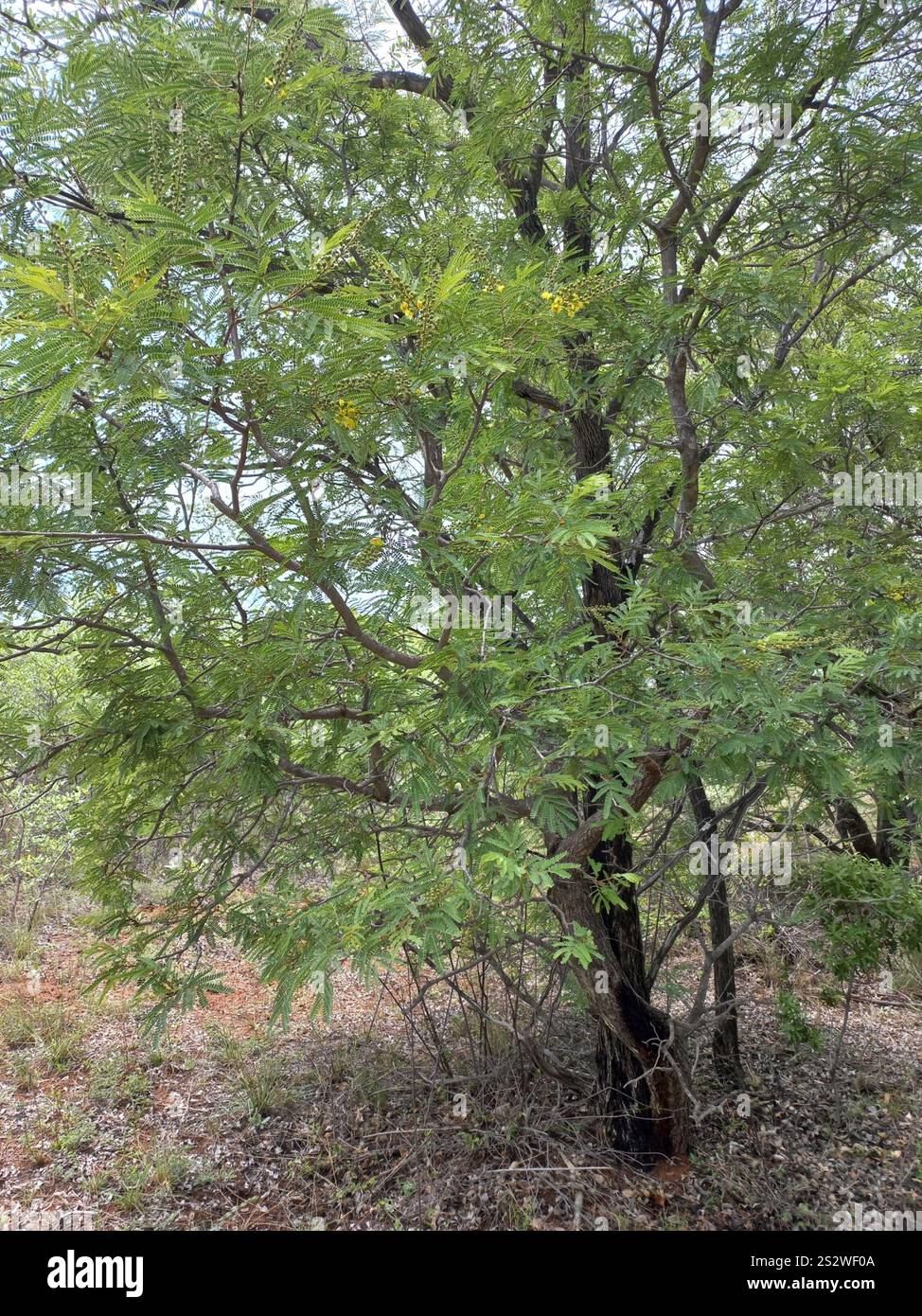 Weeping wattle hi-res stock photography and images - Alamy
