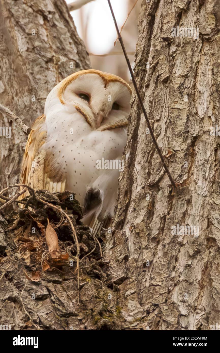 Chilling Barn Owl Stock Photo - Alamy