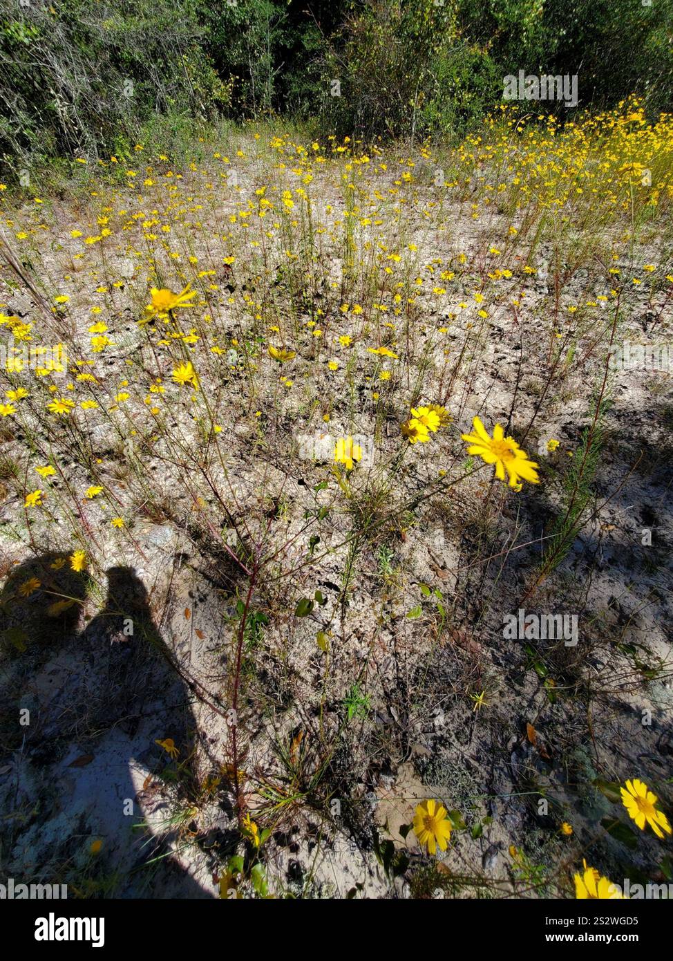 coastal plain honeycombhead (Balduina angustifolia Stock Photo - Alamy