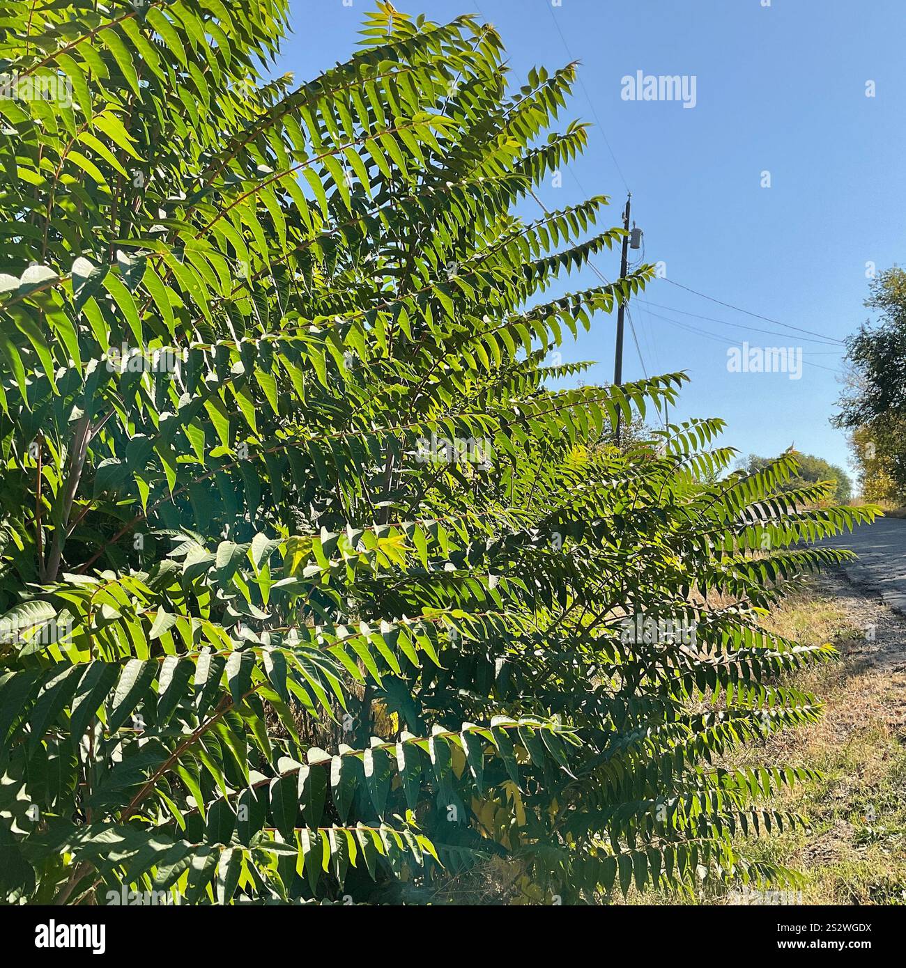 tree-of-heaven (Ailanthus altissima Stock Photo - Alamy