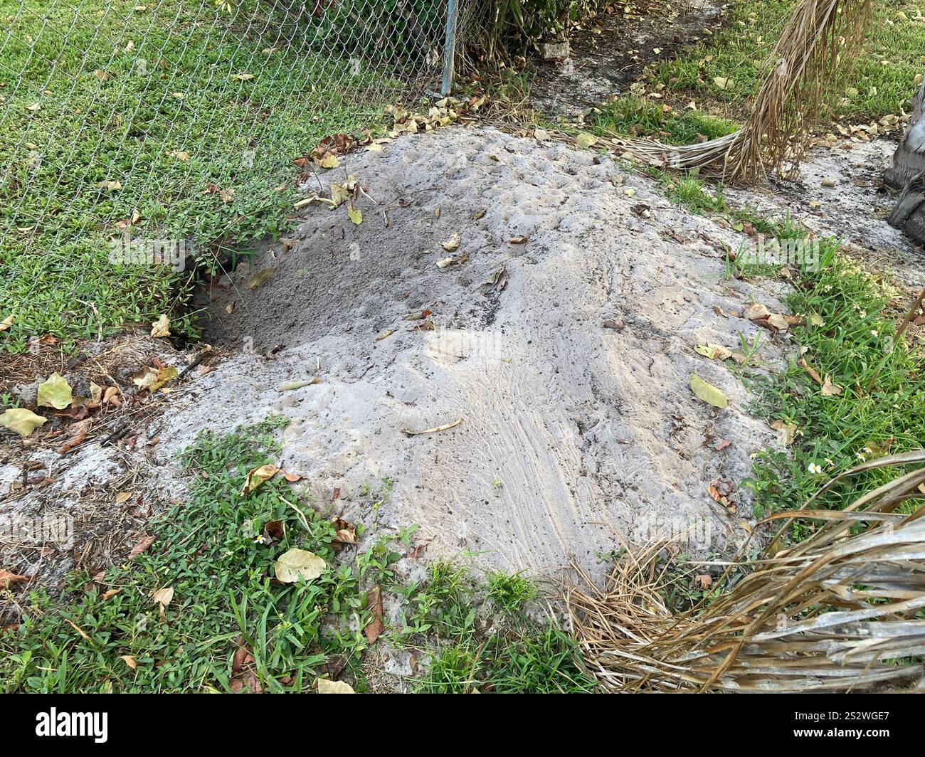 Gopher Tortoise (Gopherus polyphemus Stock Photo - Alamy