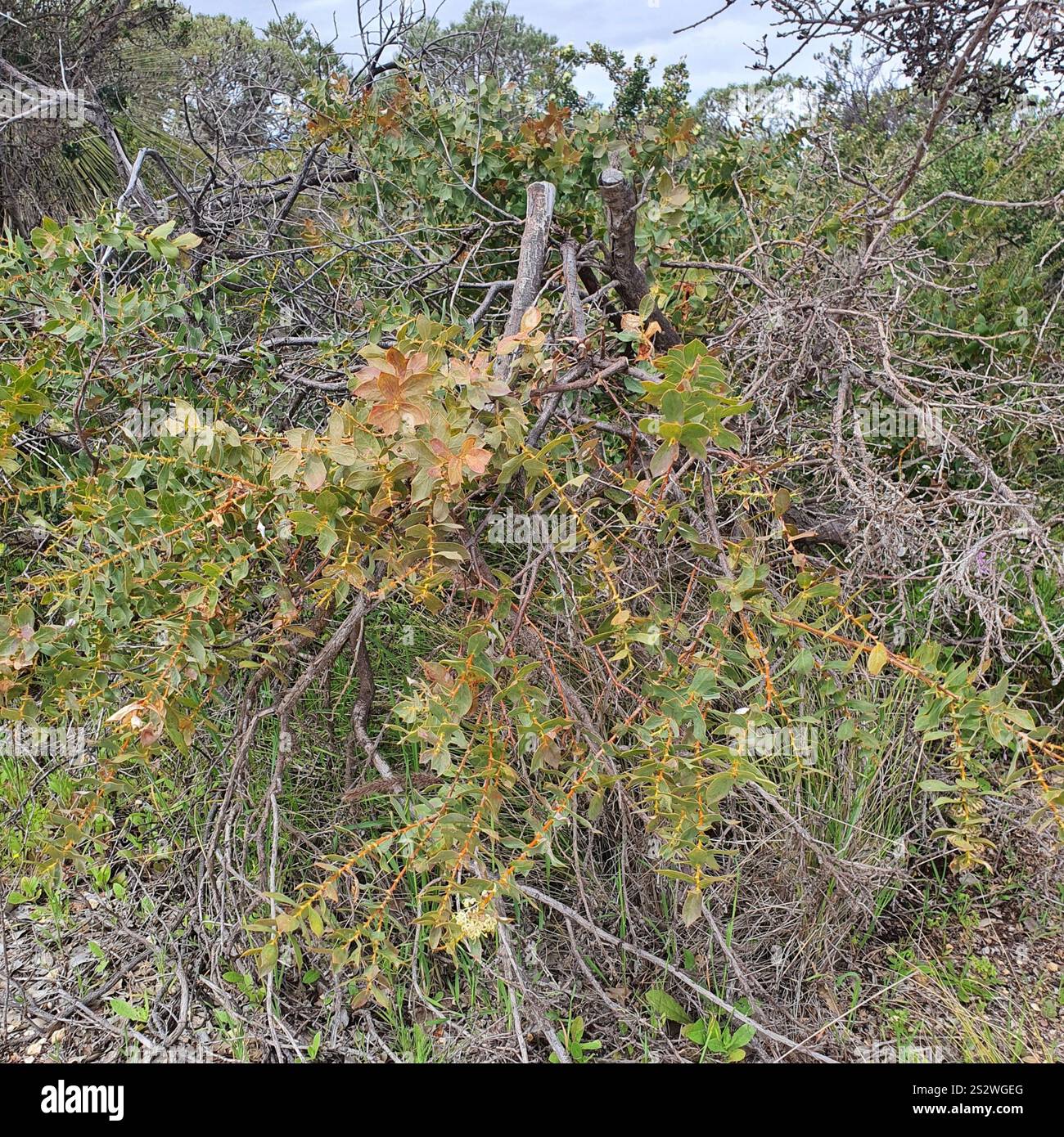 Hakea prostrata hi-res stock photography and images - Alamy