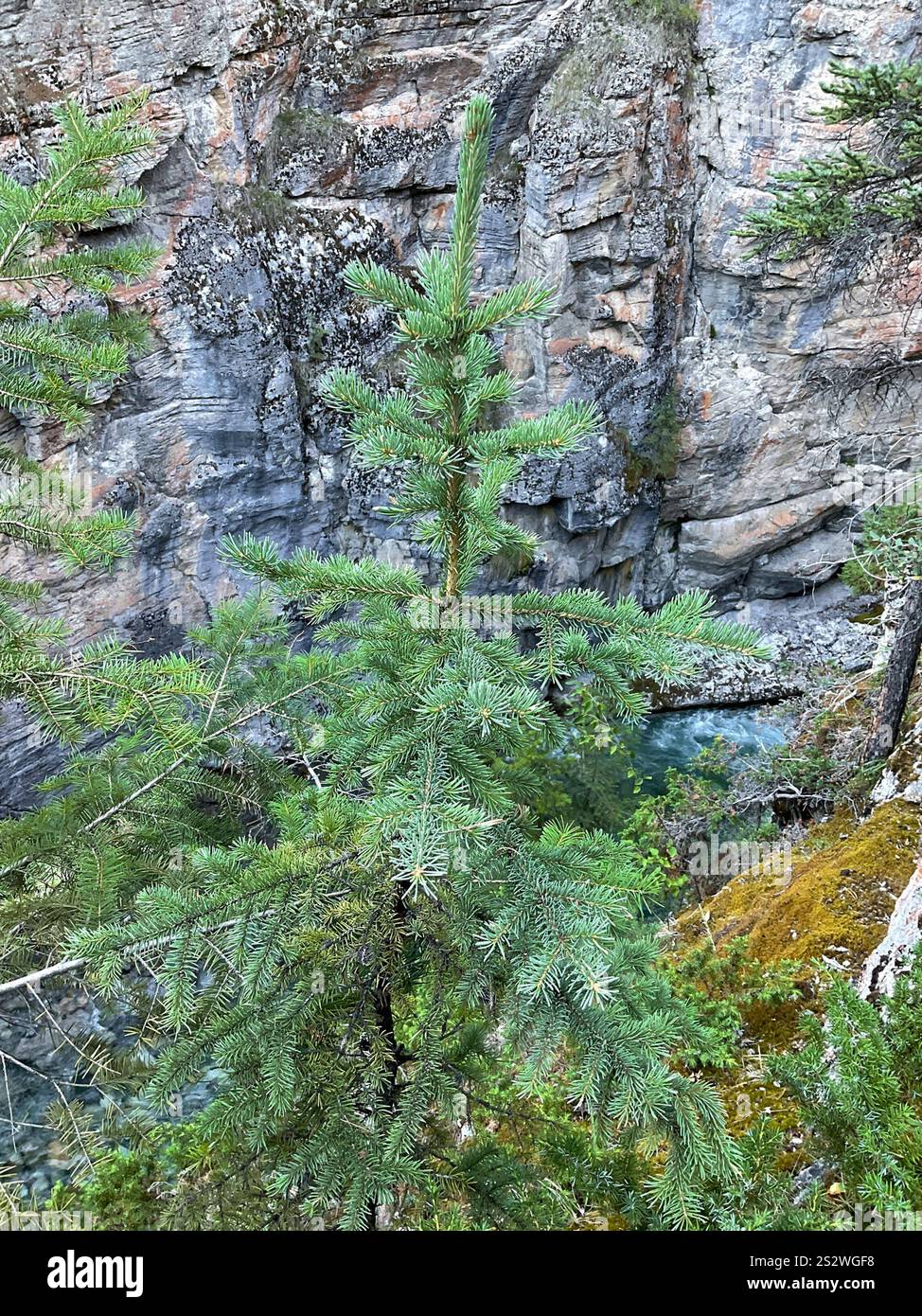 white spruce (Picea glauca Stock Photo - Alamy