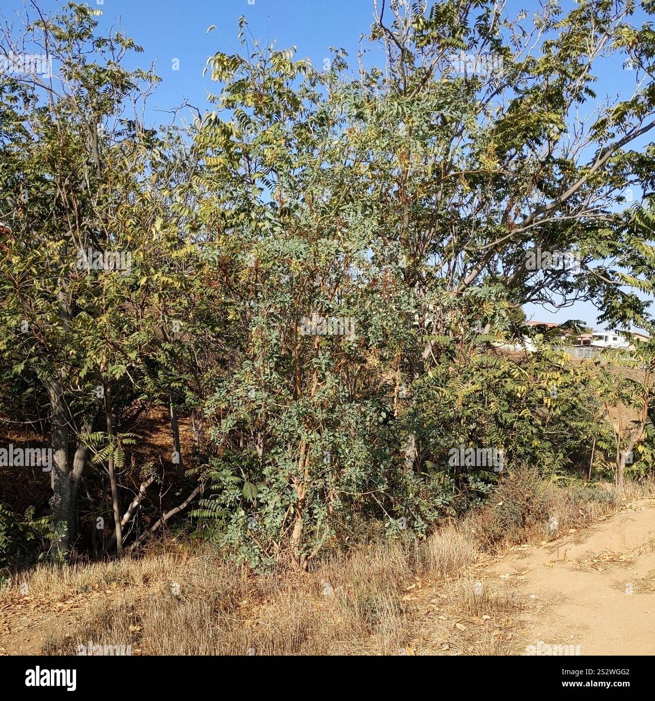 tree tobacco (Nicotiana glauca Stock Photo - Alamy