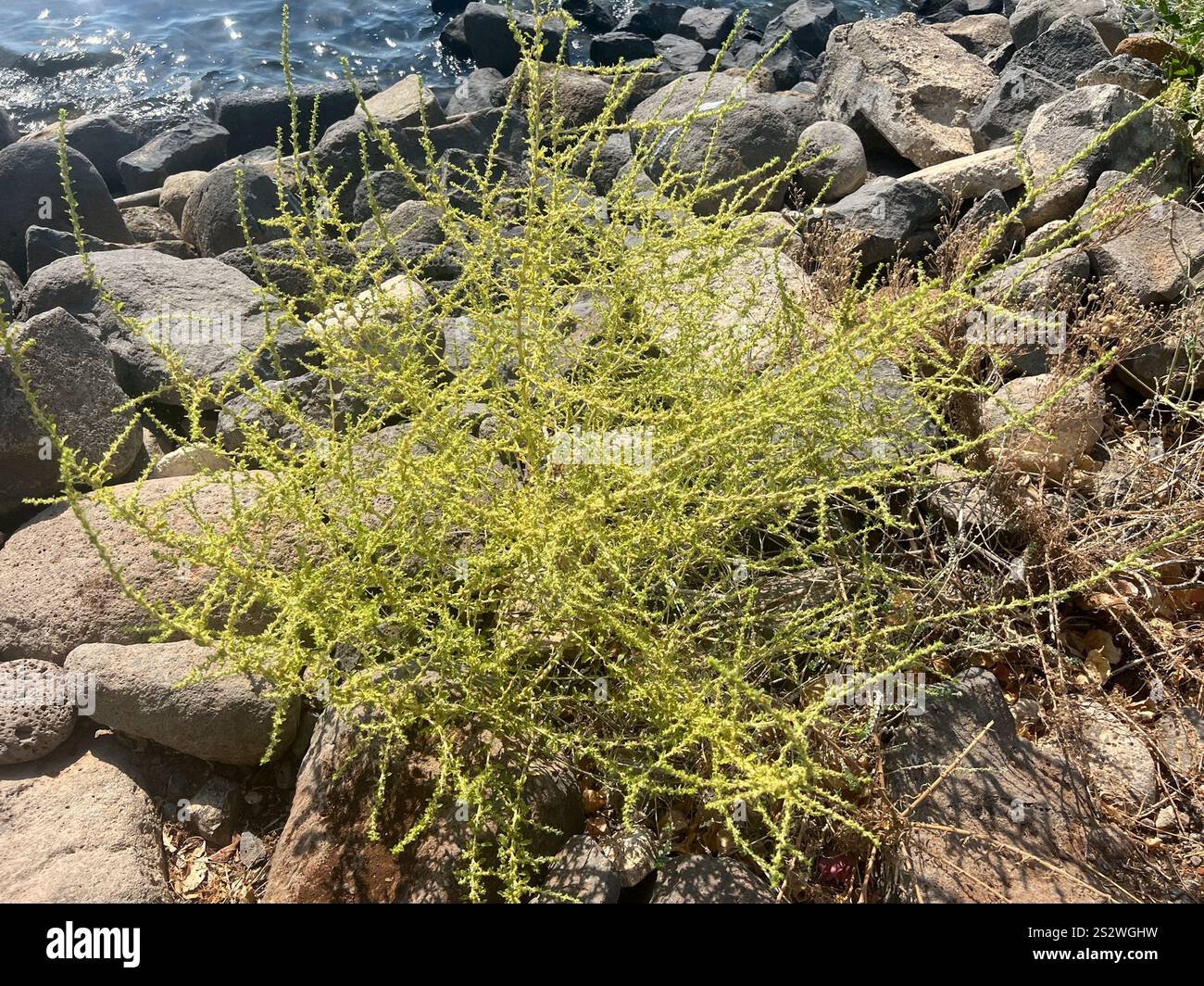 prostrate pigweed (Amaranthus albus Stock Photo - Alamy