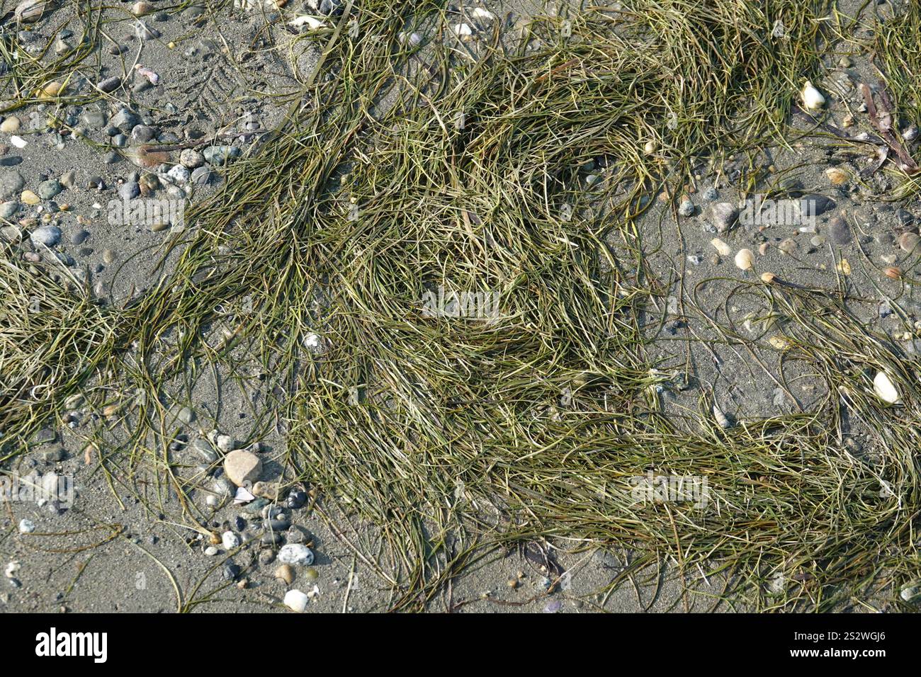 Japanese Eelgrass (Zostera japonica Stock Photo - Alamy