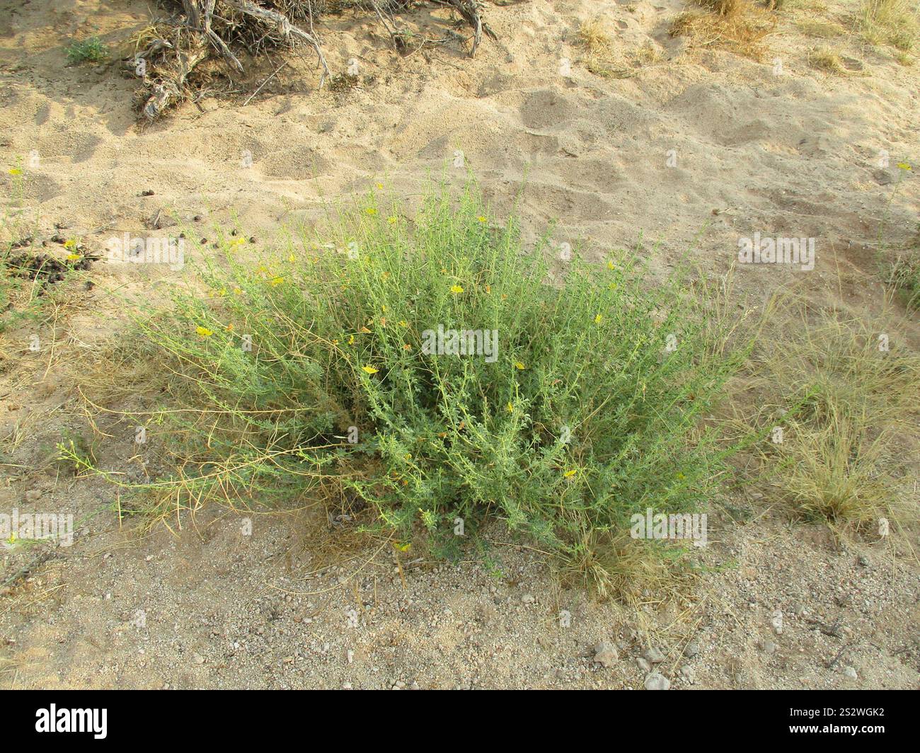 Leafy Spindlepod (Cleome foliosa Stock Photo - Alamy