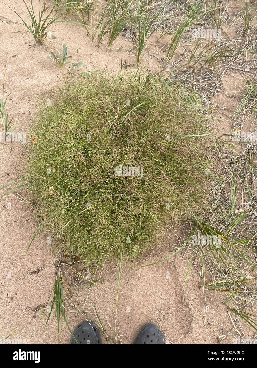 Winged pigweed hi-res stock photography and images - Alamy