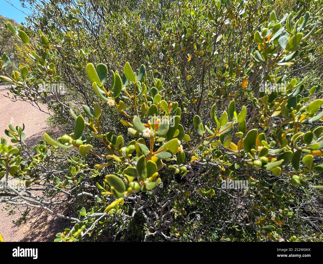 Shrubby Twinleaf (Roepera aurantiaca Stock Photo - Alamy