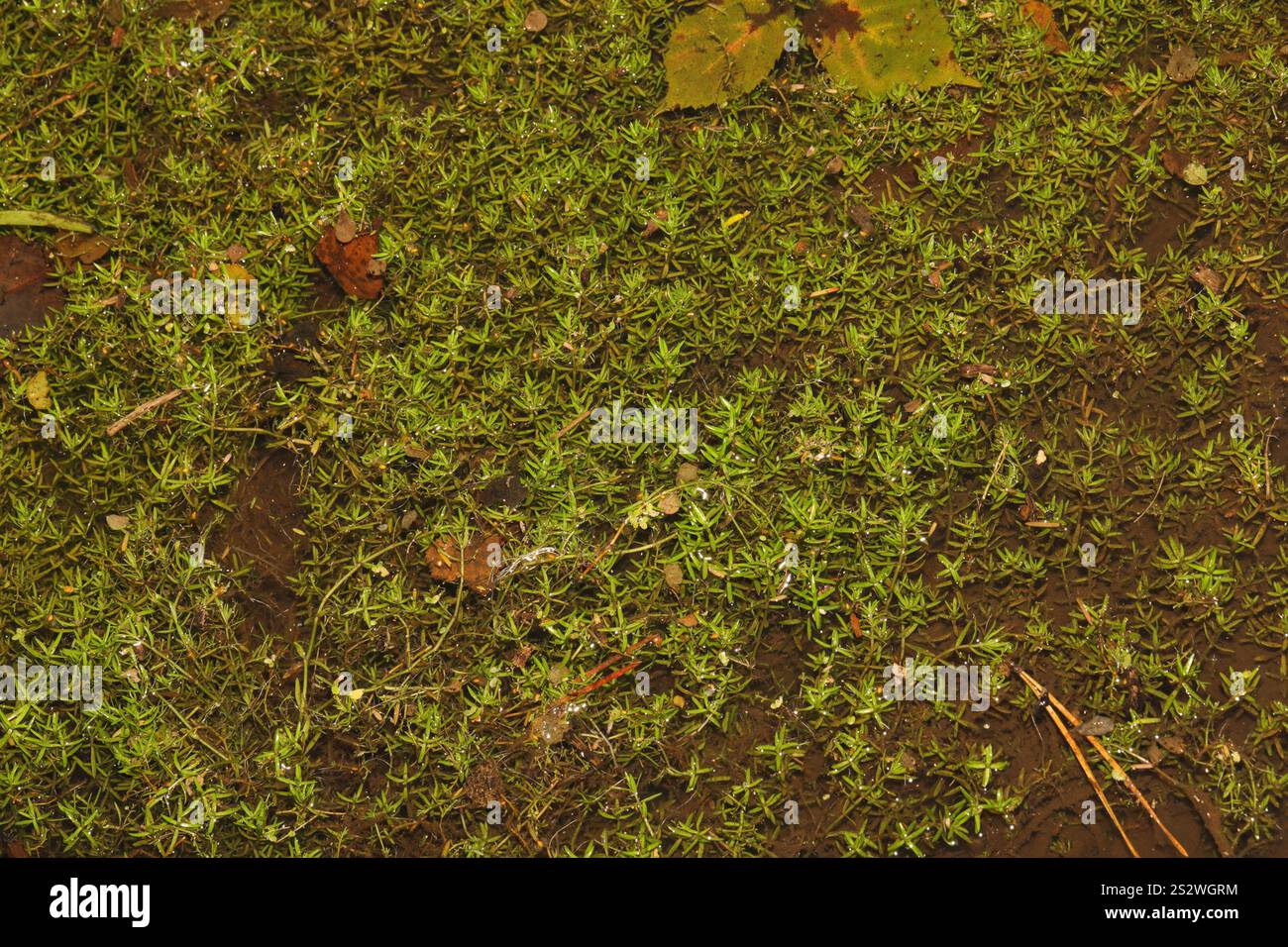 New Zealand pygmyweed (Crassula helmsii Stock Photo - Alamy