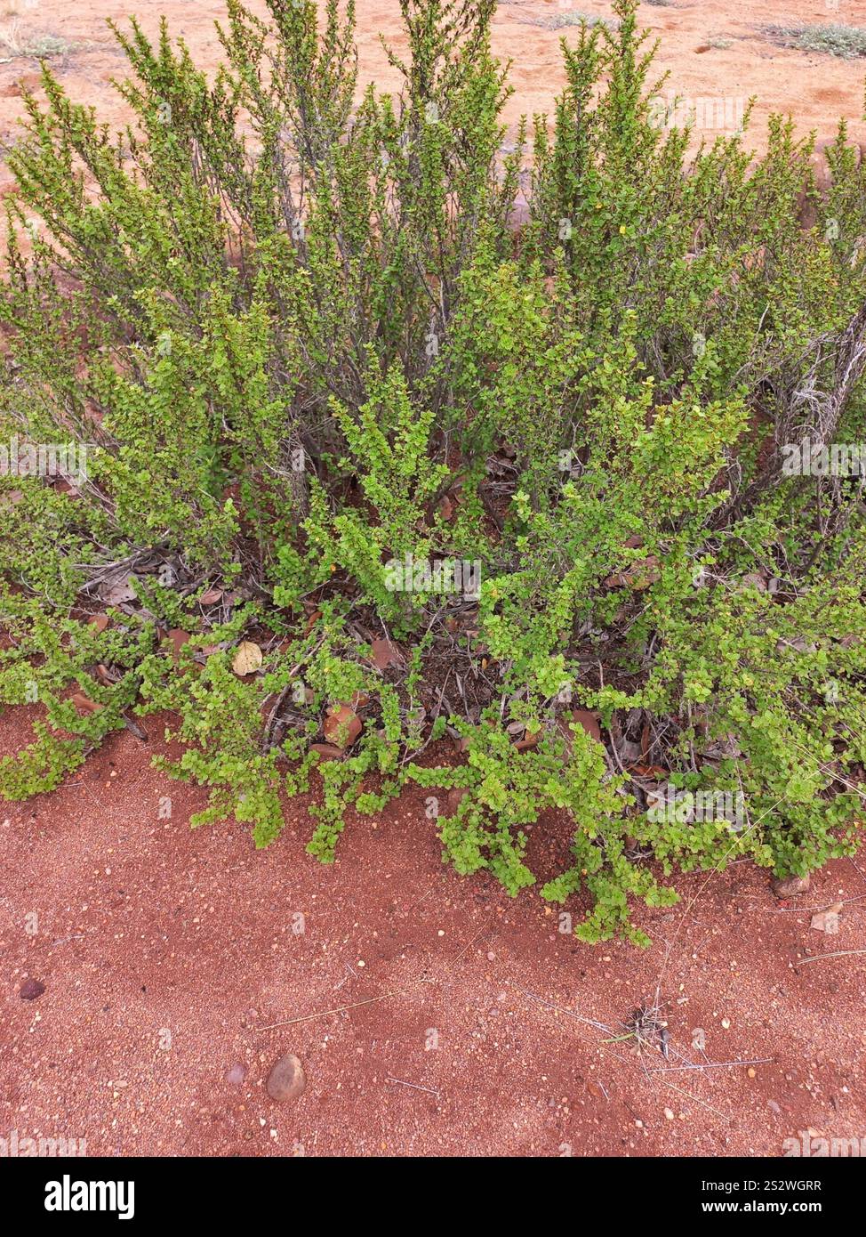 Resurrection Plant (Myrothamnus flabellifolius Stock Photo - Alamy
