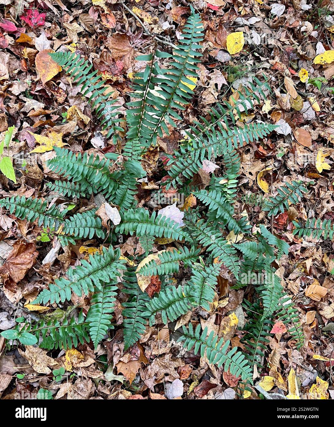Christmas fern (Polystichum acrostichoides Stock Photo - Alamy