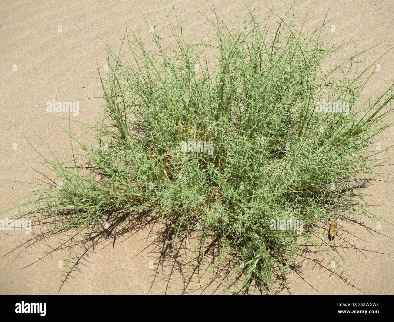 Spiny Love Grass (Cladoraphis spinosa Stock Photo - Alamy