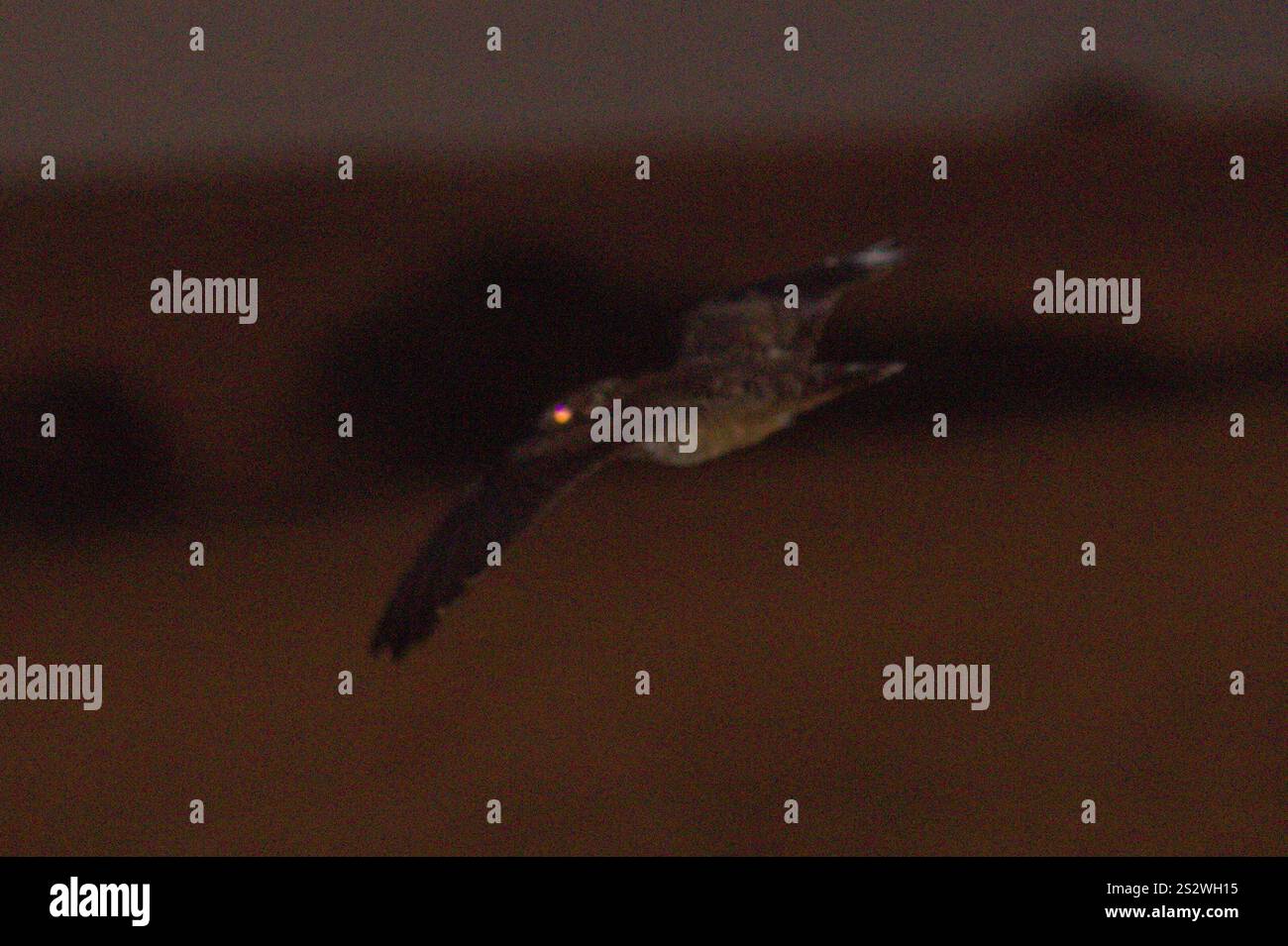 Short-tailed Nighthawk (Lurocalis semitorquatus Stock Photo - Alamy