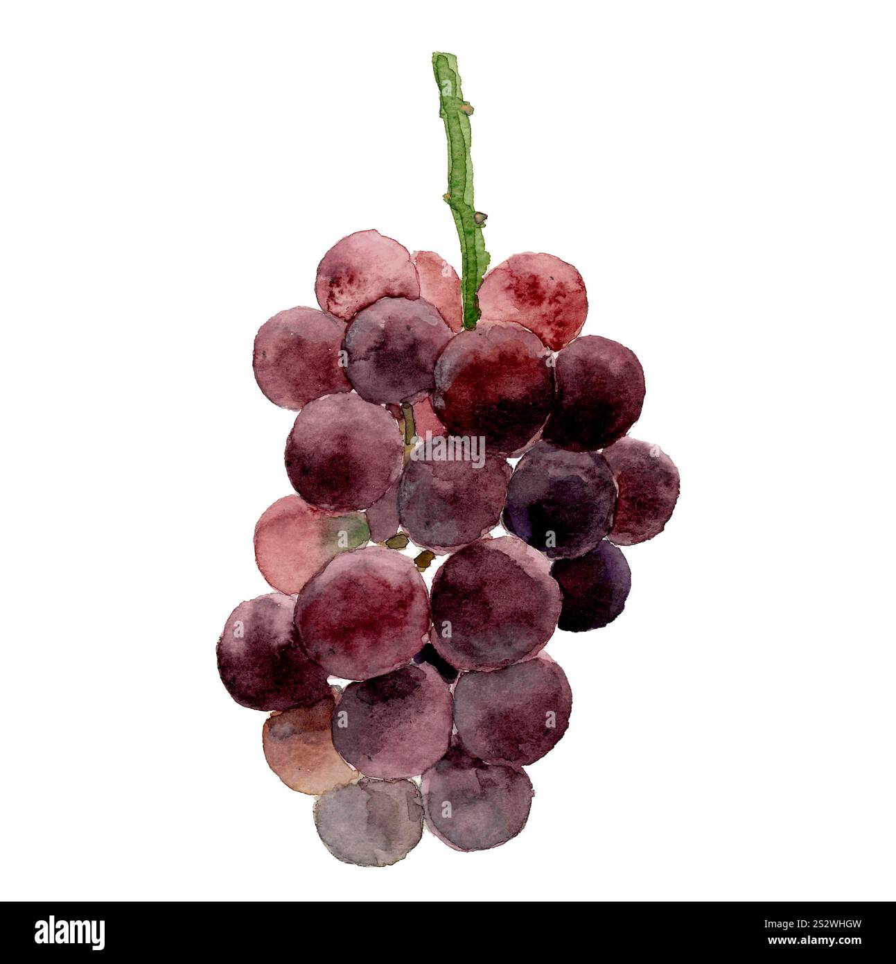 One bunch of grapes Pione [watercolour painting] Stock Photo - Alamy