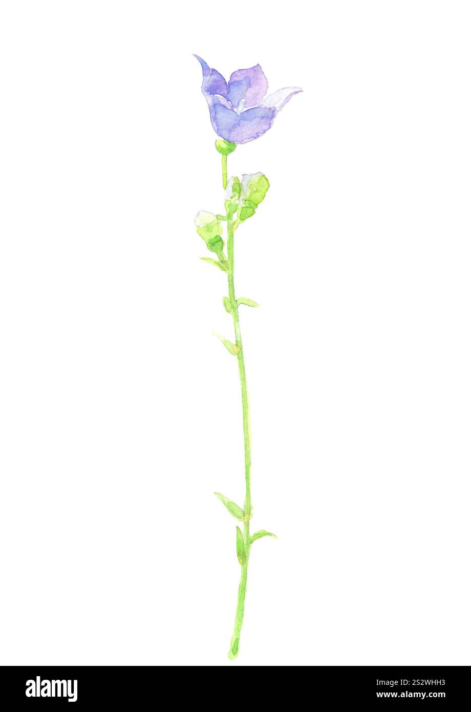 Field full flowers in Cut Out Stock Images & Pictures - Alamy