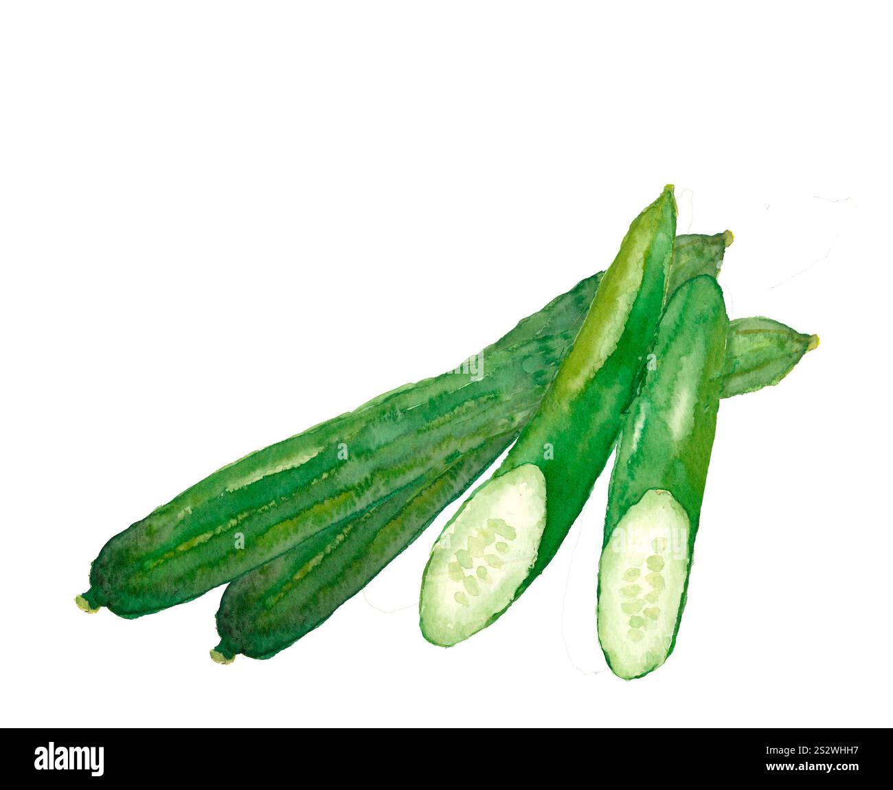 Illustration of cucumber and cut cucumber painted with watercolour ...