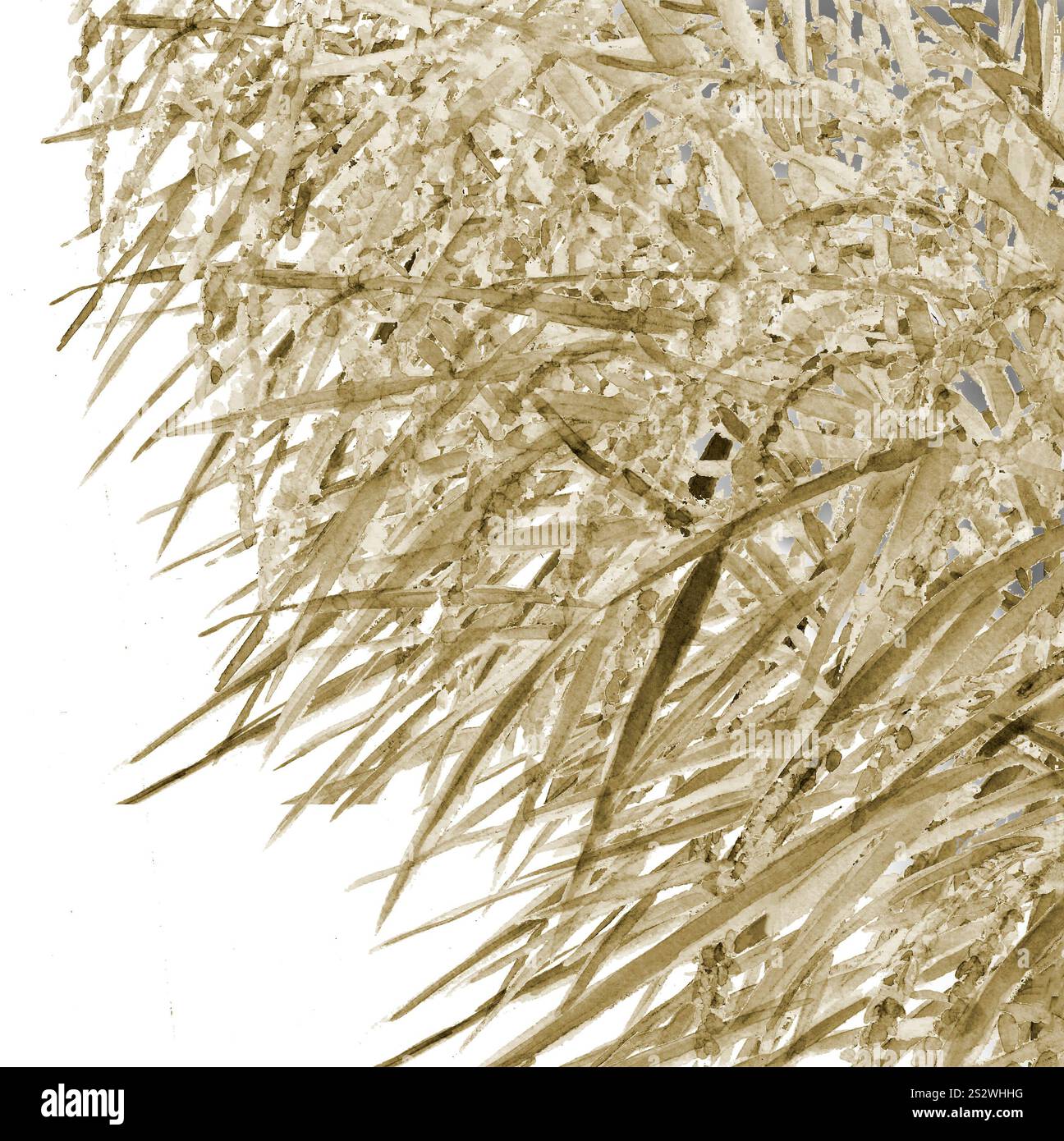 Ears of rice at harvest time, sepia tone, white background, transparent ...