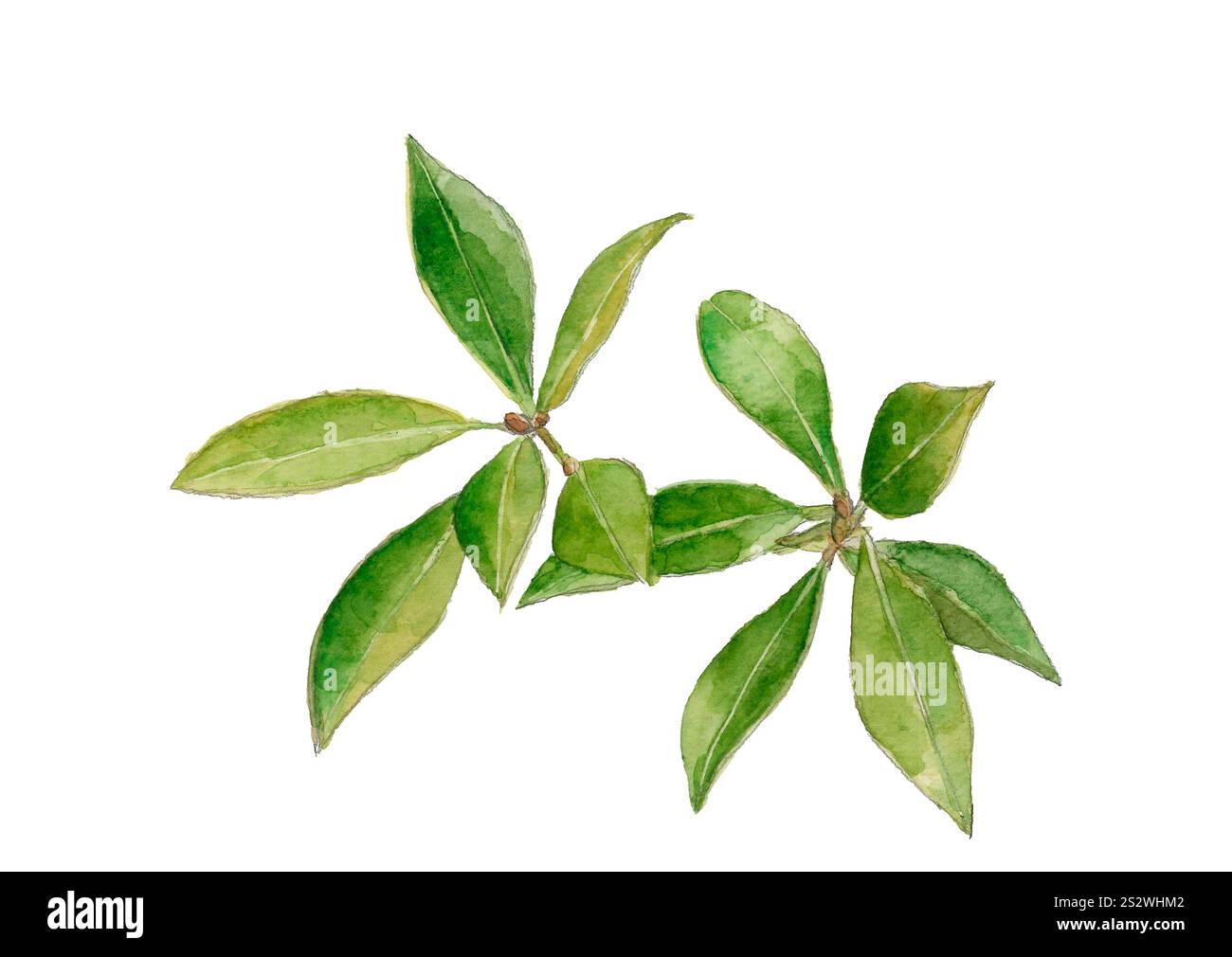 Illustration of shikimi (also called hananoki, shikibi) painted with ...