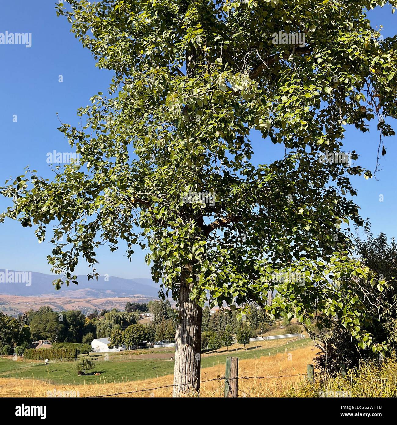black cottonwood (Populus trichocarpa Stock Photo - Alamy