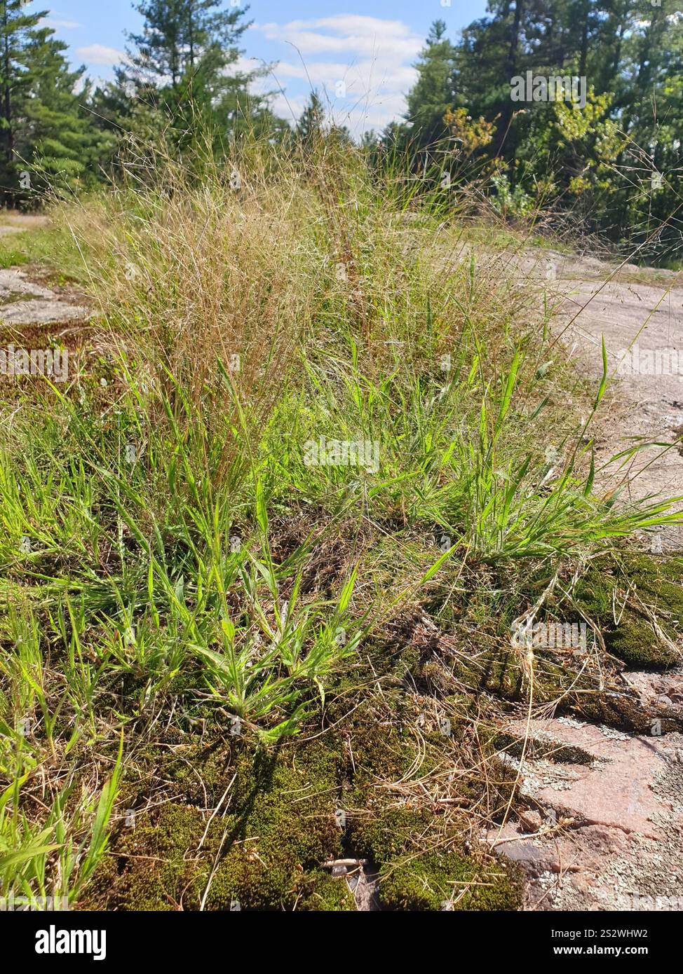 Philadelphia panic grass (Panicum philadelphicum Stock Photo - Alamy