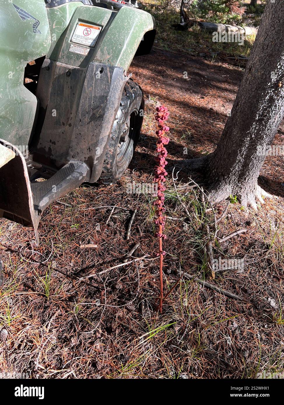 woodland pinedrops (Pterospora andromedea Stock Photo - Alamy
