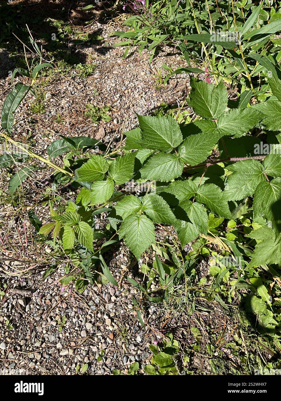 American red raspberry (Rubus idaeus strigosus Stock Photo - Alamy